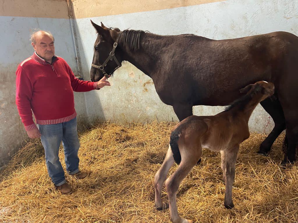 E' nato ad Assisi Francesco Pax, il puledro che porterà il nome del Santo